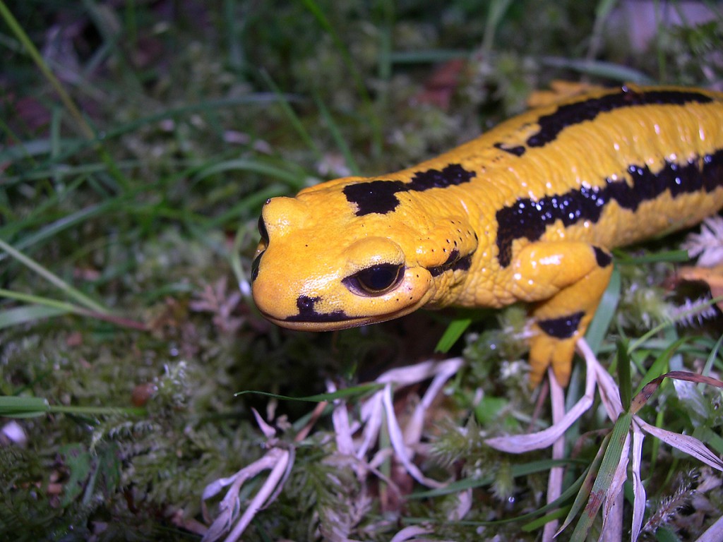 Salamandra salamandra fastuosa, Bigorre – PIERRE-YVES VAUCHER ...